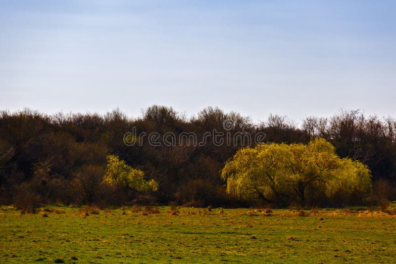 Big trees in early spring stock image. Image of farmland - 89387107