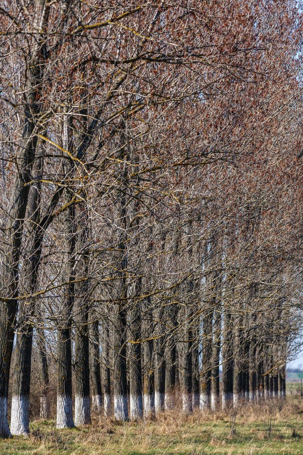 Big trees in early spring stock image. Image of farm - 89387225