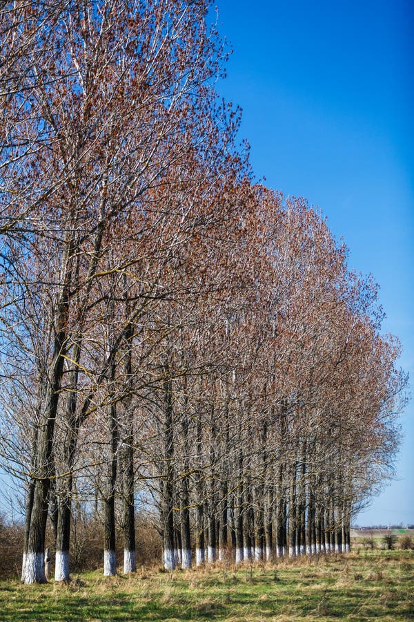 Big trees in early spring stock image. Image of ecology - 89387375