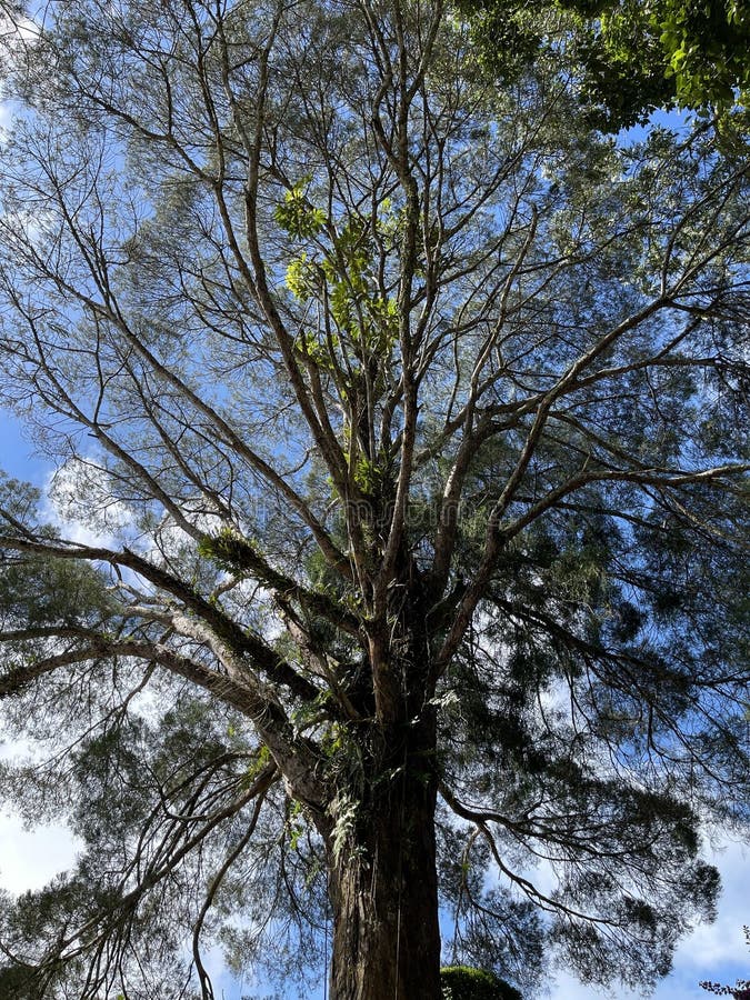 Big trees in the forest stock photo. Image of adventure - 308411034