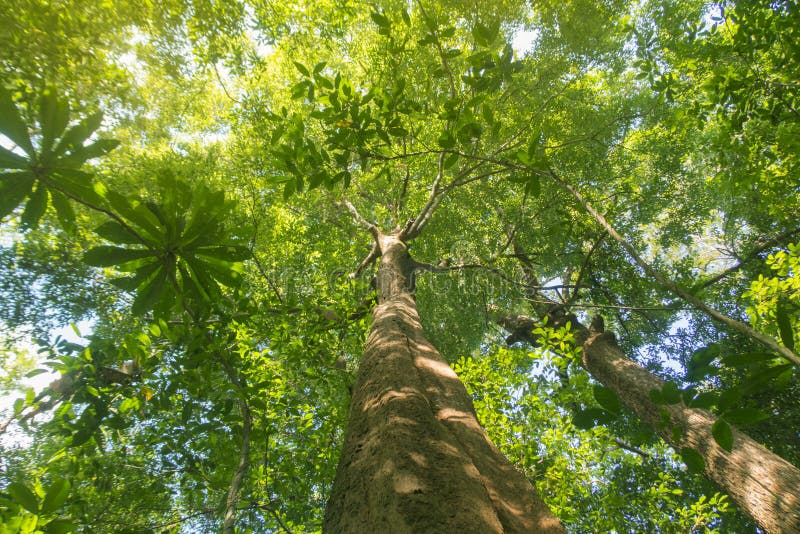 Big trees in the forest stock image. Image of nature - 108019553