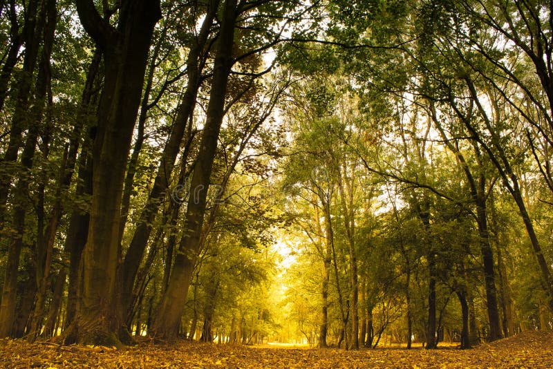 Big trees in the forest stock photo. Image of leafs - 128689488
