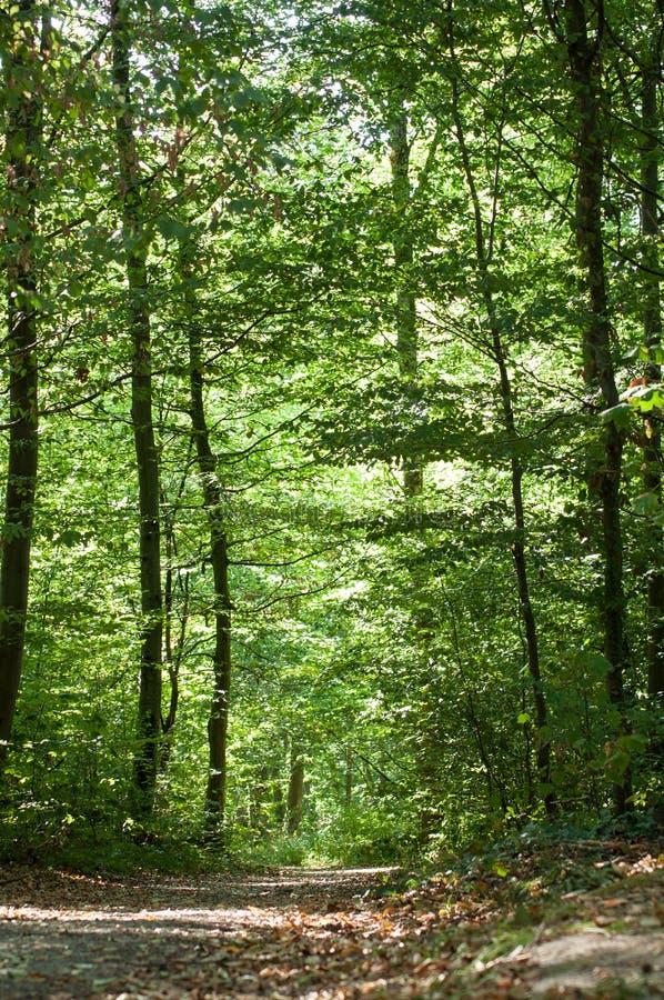 Big trees in the forest stock photo. Image of freshness - 125020262