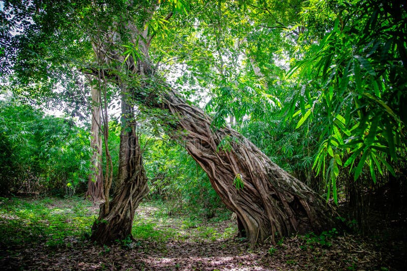 Big Trees in the Forest. Strange Shaped Trees Stock Photo - Image of ...