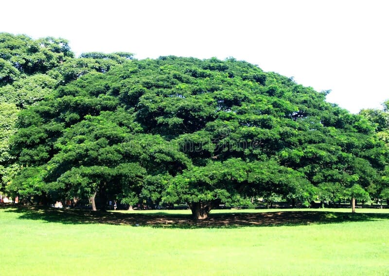 Big trees stock photo. Image of lush, beautiful, london - 39318814
