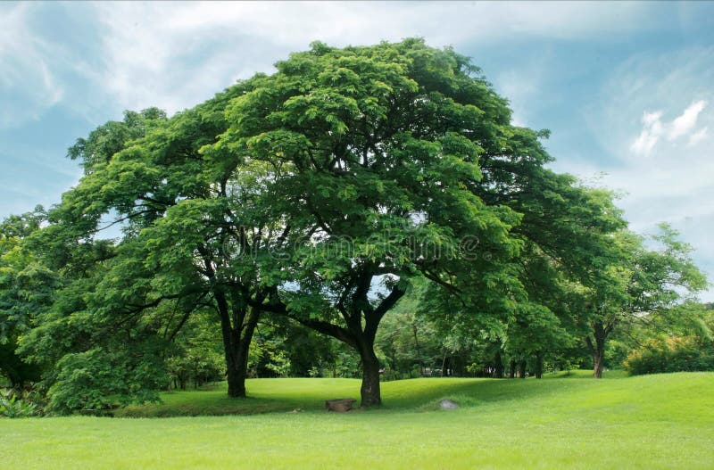 Big Trees in the Garden with Green Lawn Stock Photo - Image of ...