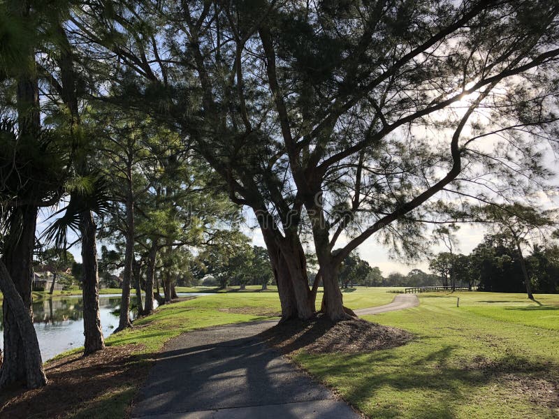 Big trees on a golf course stock image. Image of golf - 109196501