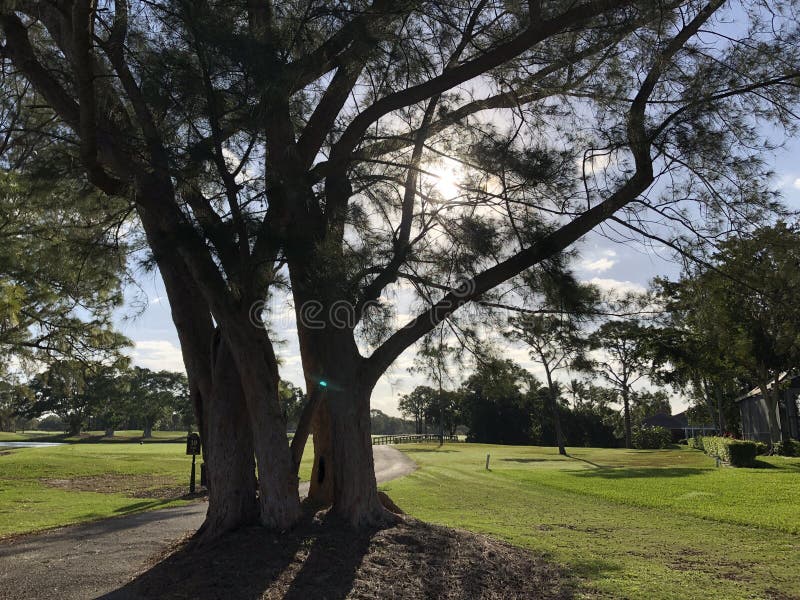 Big trees on a golf course stock image. Image of fresh - 109357069
