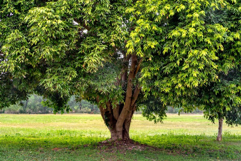 Big Trees, Green Leaves on the Meadows in the Sun Stock Image - Image ...