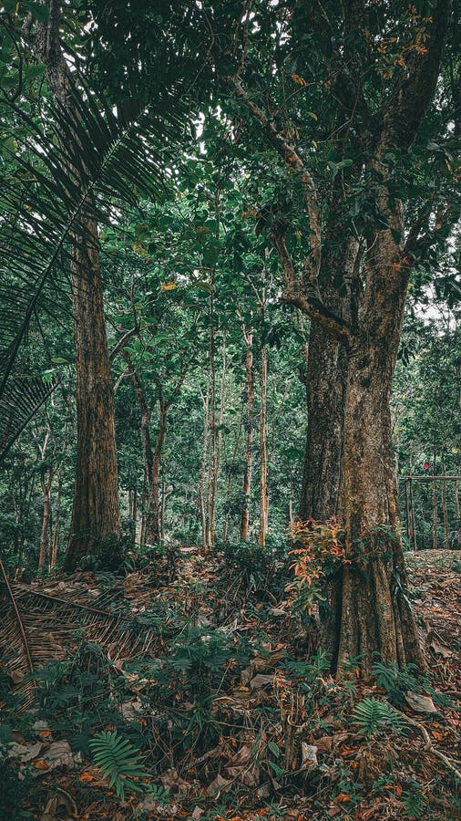 Big Trees that Grow in Deep Forest Stock Image - Image of grove, green ...