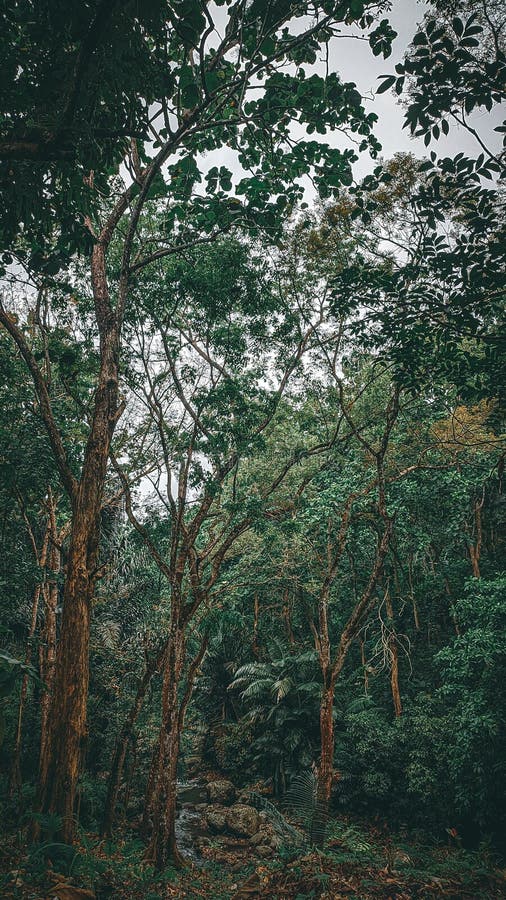 Big Trees that Grow in Deep Forest Stock Photo - Image of grove, branch ...