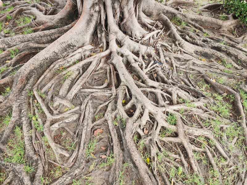 Root Spread Out Stock Photos - Free & Royalty-Free Stock Photos from ...