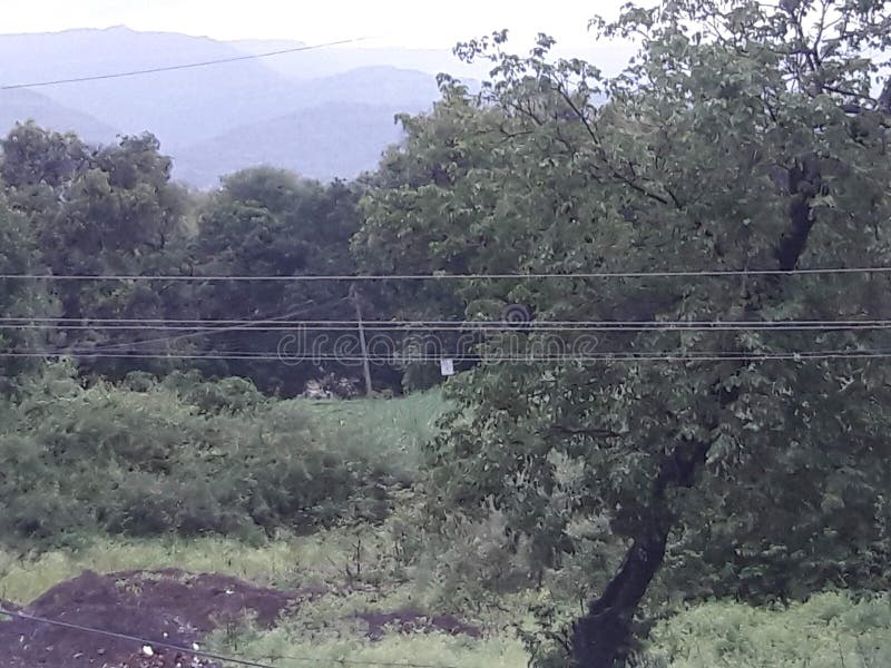 Big trees stock photo. Image of clean, oxygen, trees - 171276120