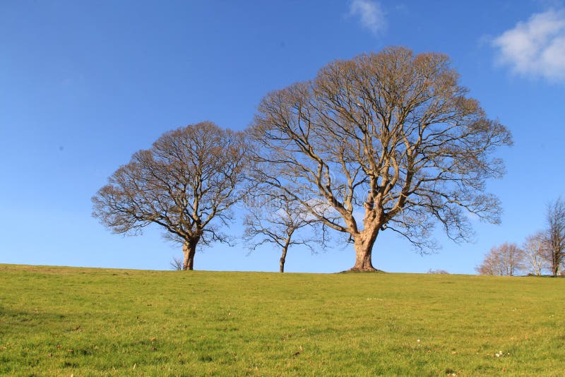 Big Trees in the Meadow in Bath Stock Photo - Image of composition ...