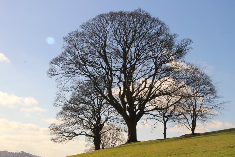 Big Trees in the Meadow in Bath Stock Image - Image of park, branches ...
