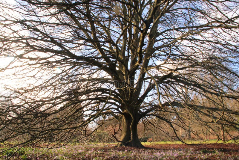 Big Trees in the Meadow in Bath Stock Photo - Image of nature, branches ...
