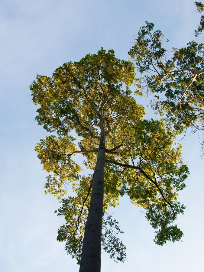 Big trees stock photo. Image of trees, haulm, blue, trunk - 86778270