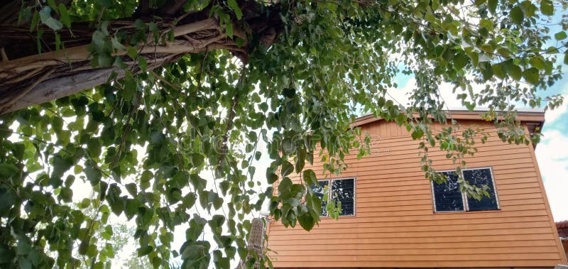 Big Trees Provide Shade in Front of the House. Stock Image - Image of ...
