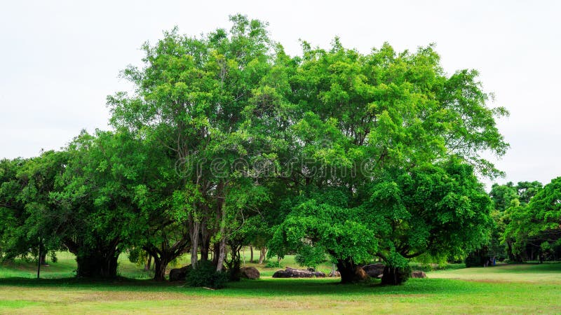 Big trees in a public park stock photo. Image of light - 273107532