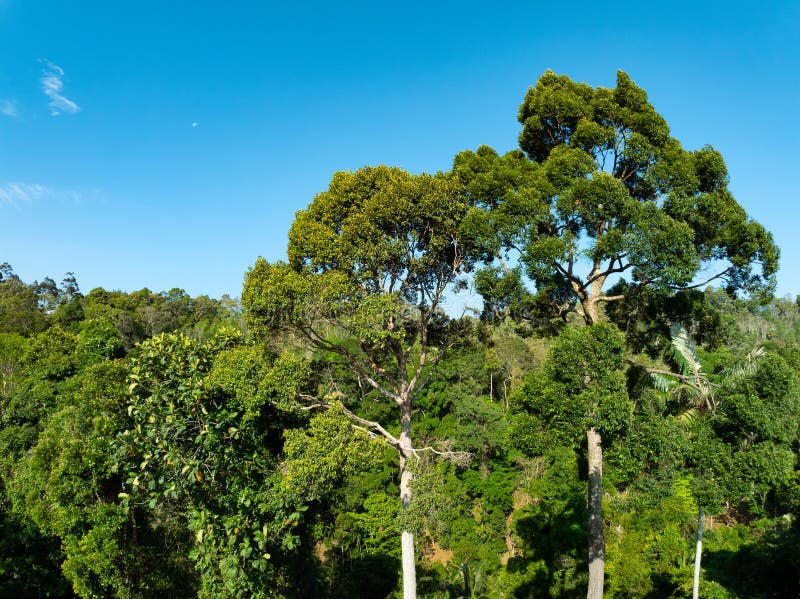 Big Trees Rainforest Trees Ecology with Healthy Environment Concept and ...