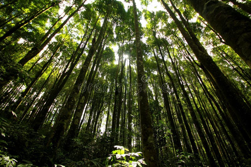 Big trees in the rest stock image. Image of sunlight - 251697817