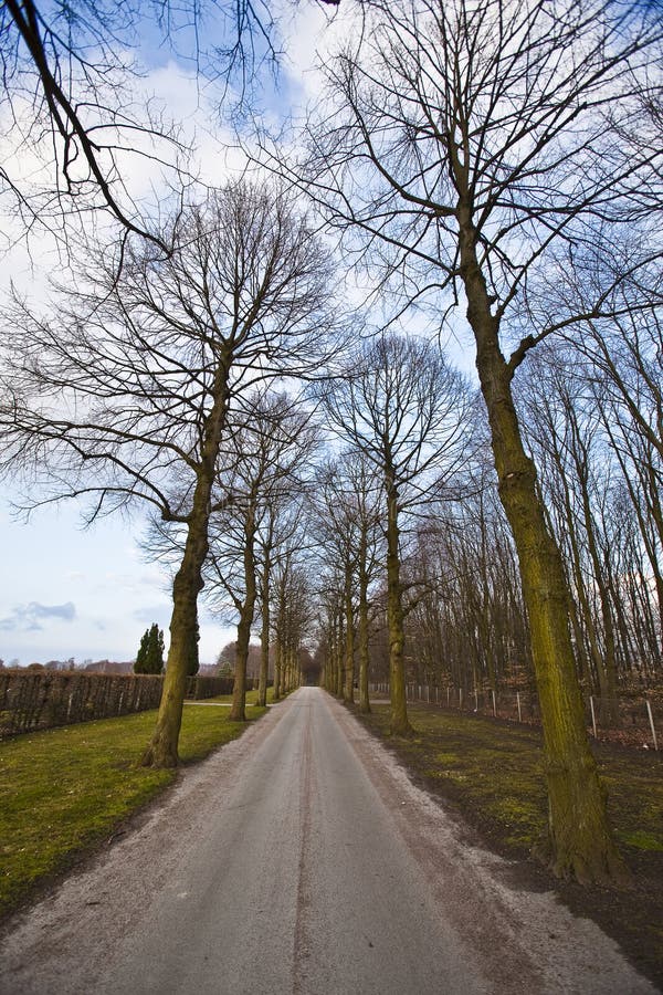 Big Trees and Road in the Middle Stock Photo - Image of natural ...