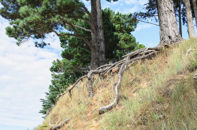 Trees root stock photo. Image of root, roots, nice, trees - 102693366