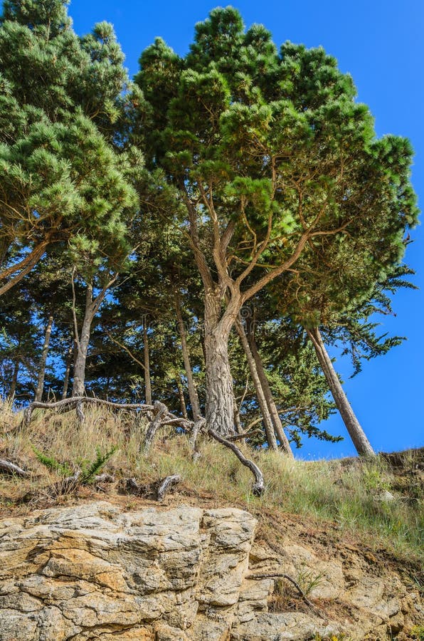 Big Trees and Root at the Edge of a Cliff Stock Photo - Image of ...