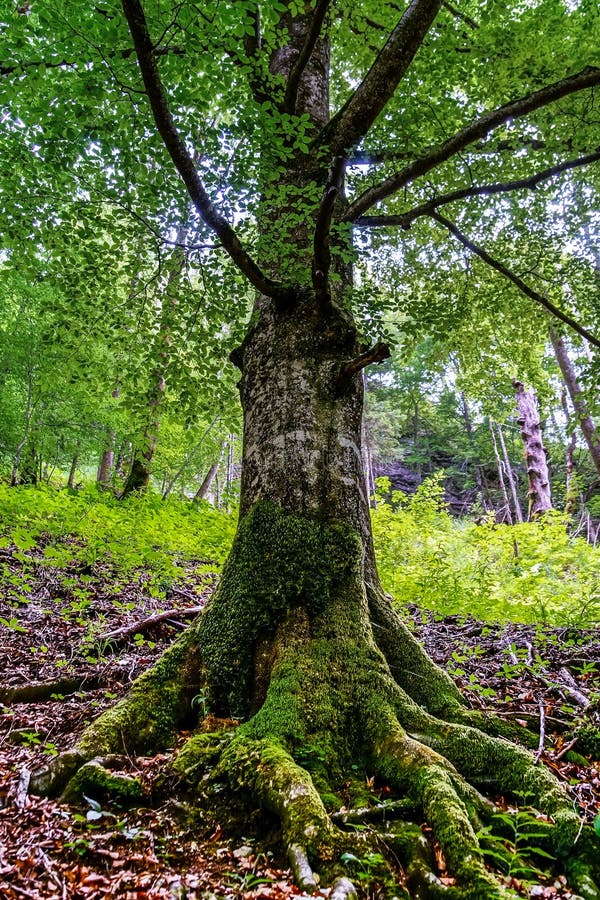 Trees roots. stock image. Image of natural, roots, field - 123697399