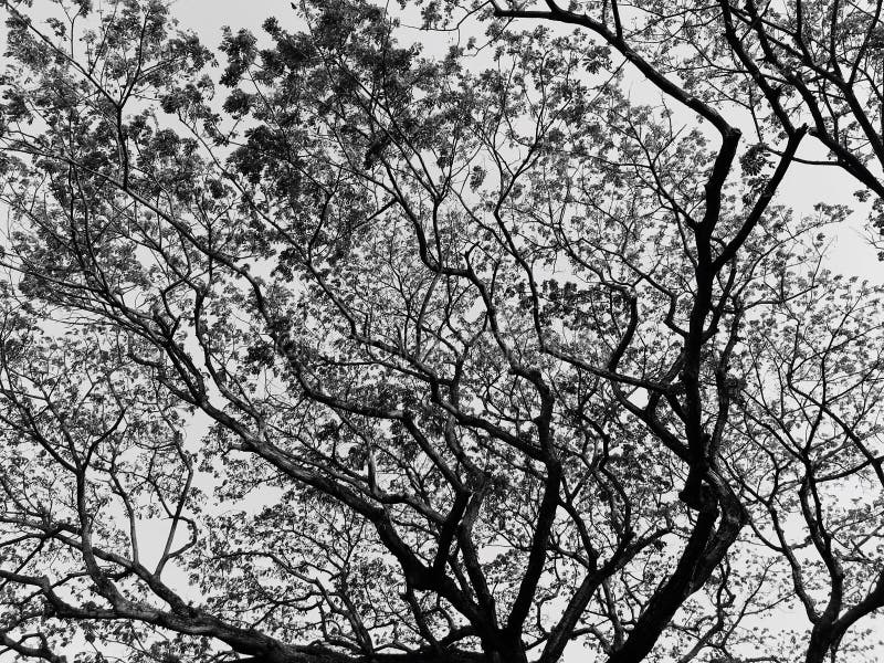 Big Trees Shadow in Forest Concept Stock Photo - Image of tree, fresh ...