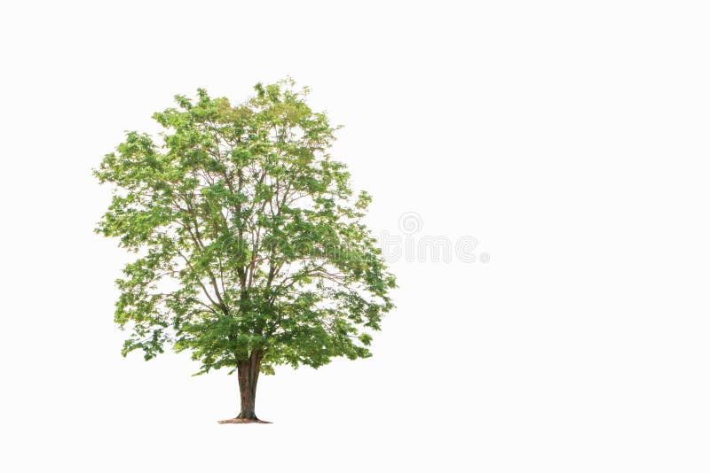 Big Trees Sprouting Leaves on a Isolated White Background Stock Image ...