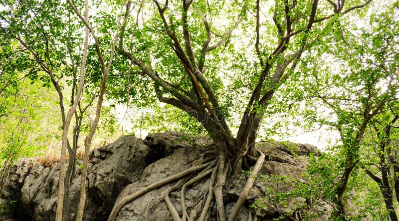 A big trees on a stones stock image. Image of stone, landscape - 91616017