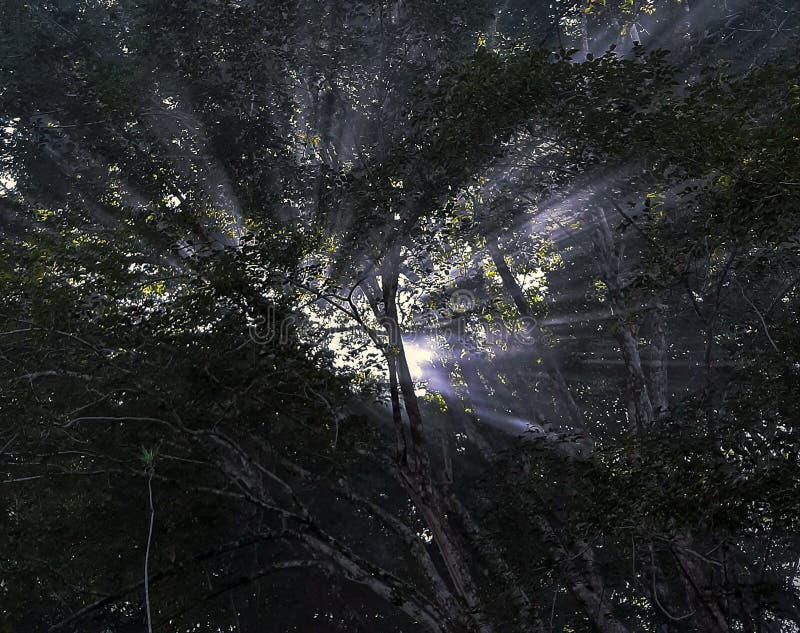 Big Trees with the Sun S Rays Stock Photo - Image of trees, effect ...