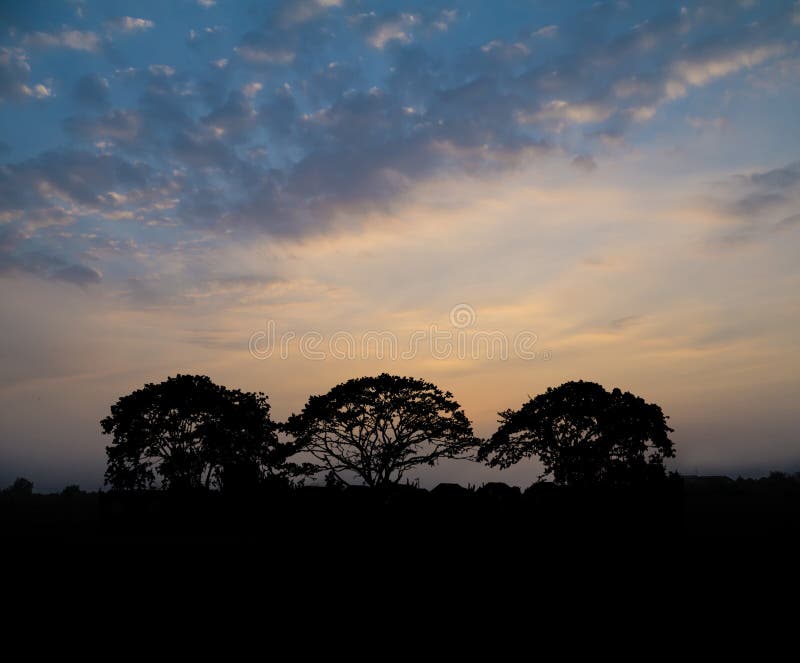 3 big trees at sunset stock image. Image of nature, sunset - 42721877