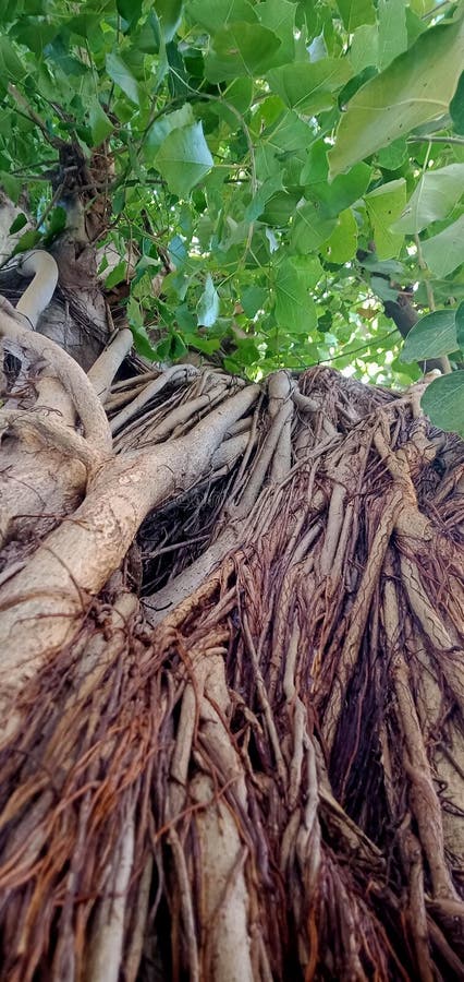 Big Trees and Tree Roots Provide Shade. Stock Image - Image of shade ...