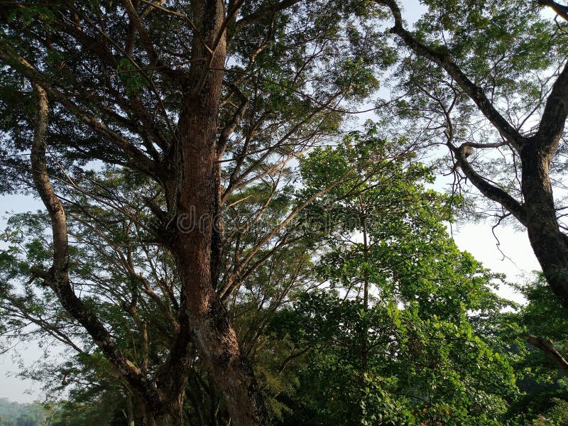 Big Trees in Tropical Forests? Stock Image - Image of forests, green ...