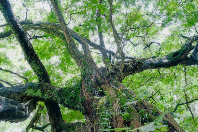 Big Trees in Tropical Forests Stock Image - Image of forest, park ...