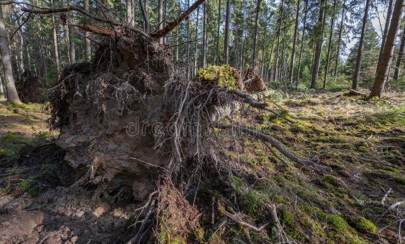 Trees Uprooted by Storm in the Forest Stock Image - Image of season ...