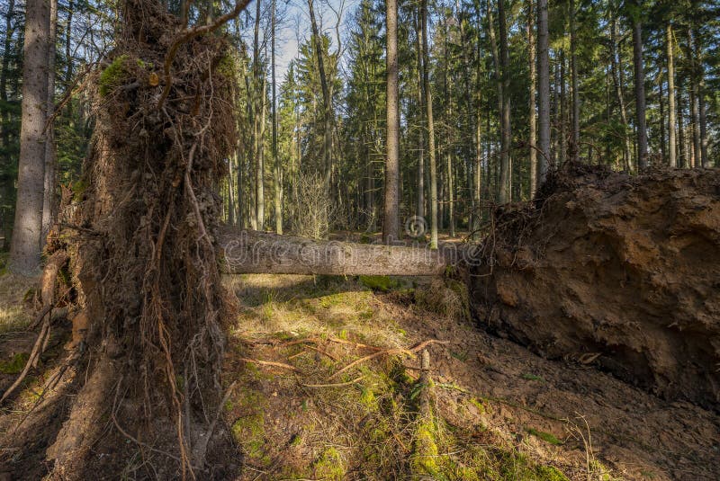 Trees Uprooted by Storm in the Forest Stock Photo - Image of hurricane ...
