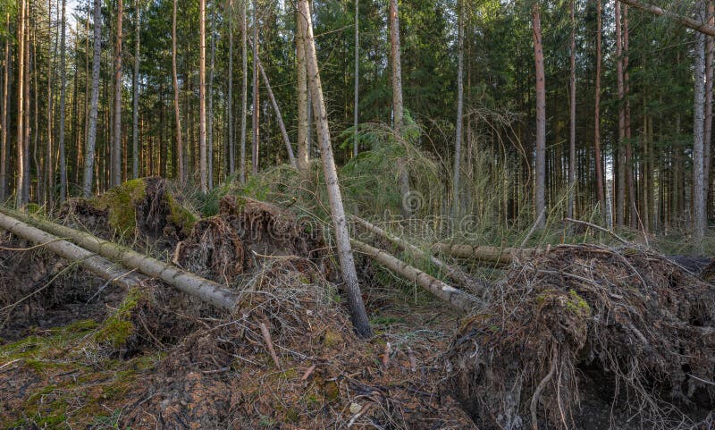 Trees Uprooted by Storm in the Forest Stock Image - Image of trees ...