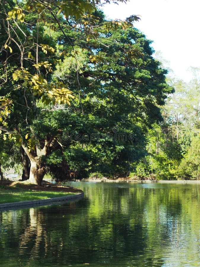 Big Trees by the Water in Phutthamonthon Nakhon Pathom Park Stock Image ...