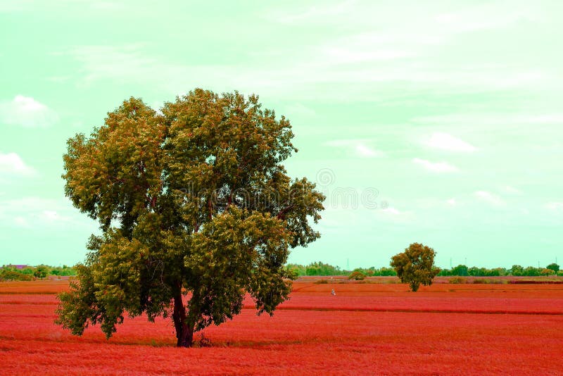 Big Trees among the Wide Fields. Stock Image - Image of focus, growing ...