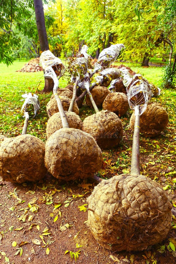 Big Trees with Wrapped Roots Lay on the Ground Stock Photo - Image of ...