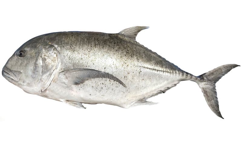 Big Trevally fish stock photo. Image of marine, cook - 80053774