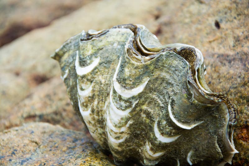 Big tridacna stock image. Image of muscle, macro, animals - 47051967