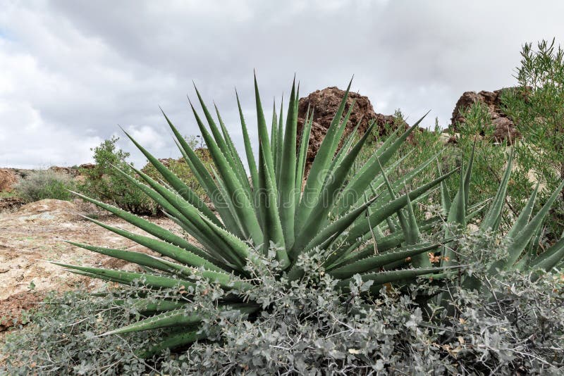 Big Tropical Aloe Plant in Desert Stock Photo - Image of thorn ...