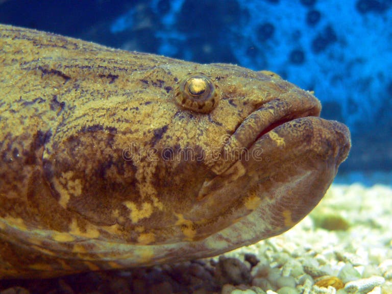 700 Gill Big Boobs Stock Photos - Free & Royalty-Free Stock Photos from ...