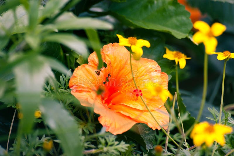 Big tropical flower stock image. Image of flower, hibiscus - 38920465