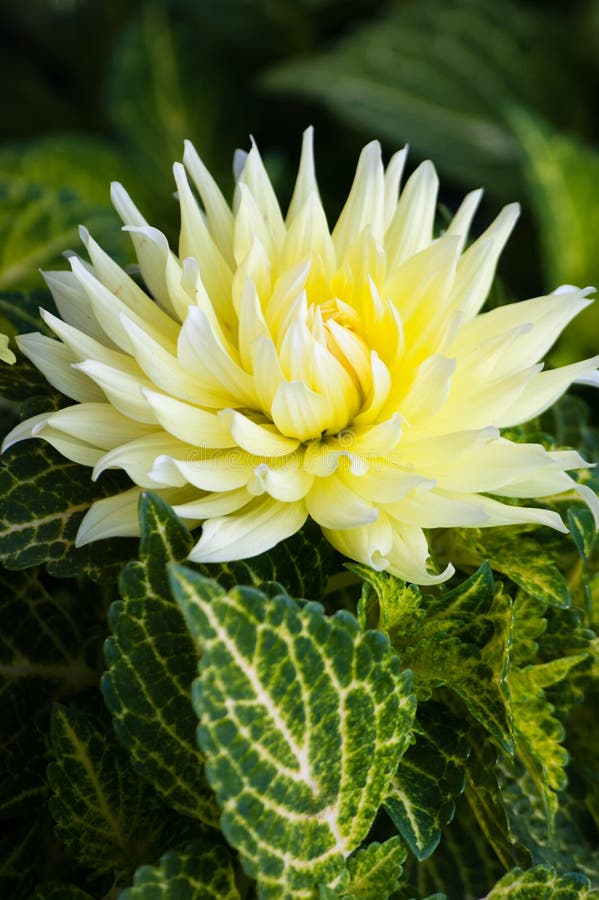 Big tropical flower stock image. Image of herb, bloom - 38920449