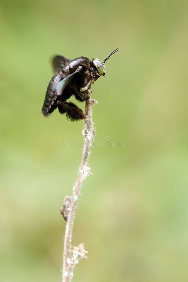 Big tropical fly stock image. Image of diptera, black - 15723255